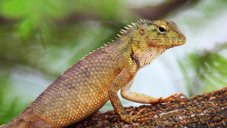 Reptilien - Forscherteam entdeckt neuen Leguan in Südostasien