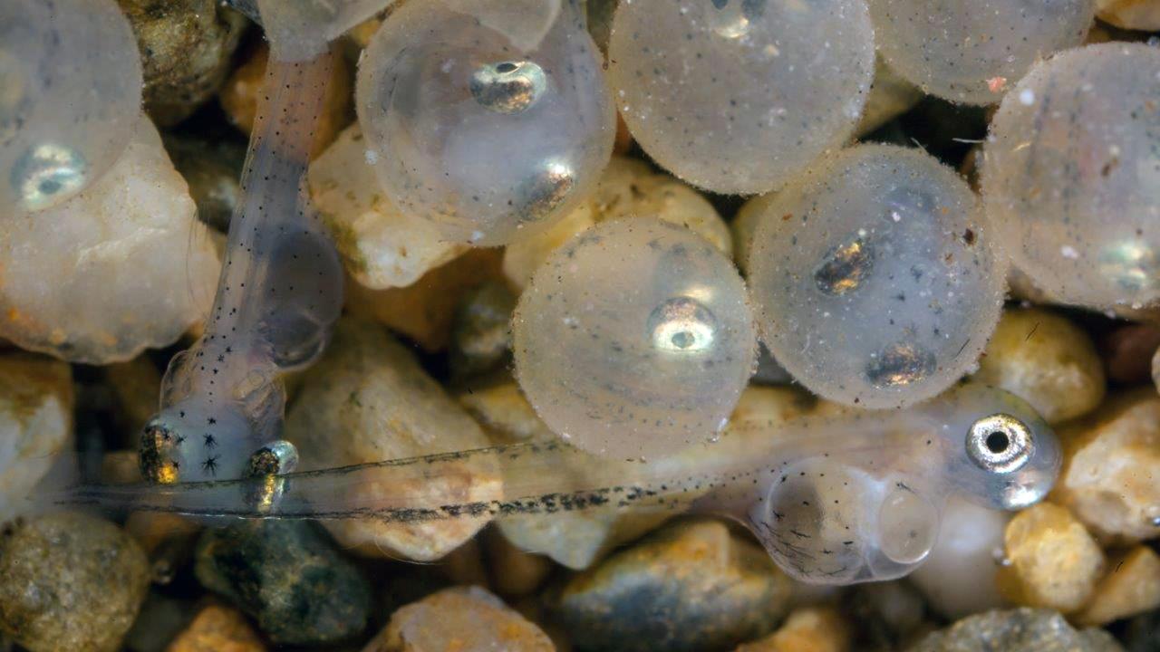 Steigende Wassertemperaturen - Felchen im Bodensee schlüpfen zu früh