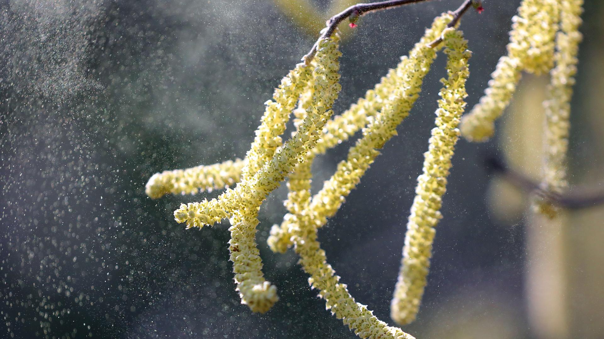 Allergien - Pollensaison startet in Deutschland immer früher