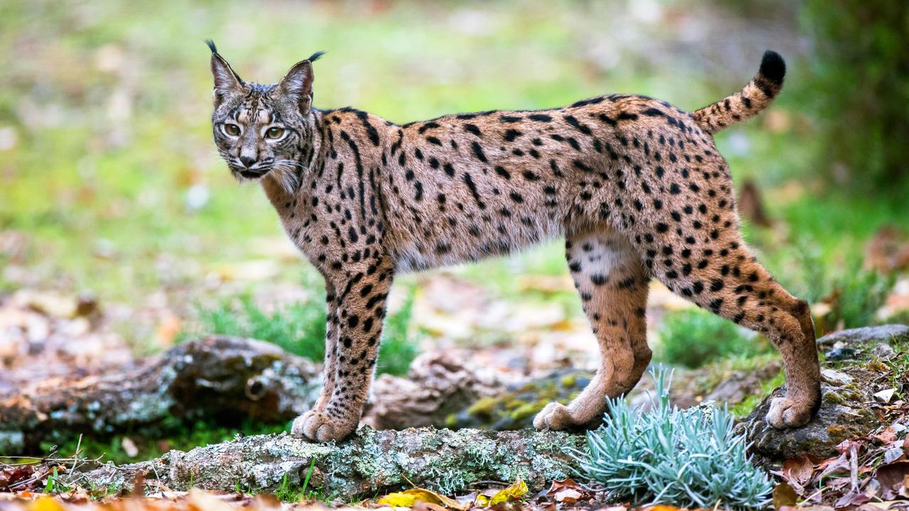 Der Iberische Luchs ist nicht mehr vom Aussterben bedroht